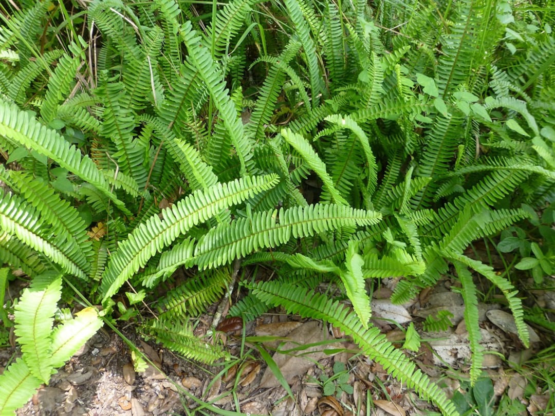 Tuberous Sword Fern nephrolepis Cordifolia 10 Bare Root Starter Plants ...