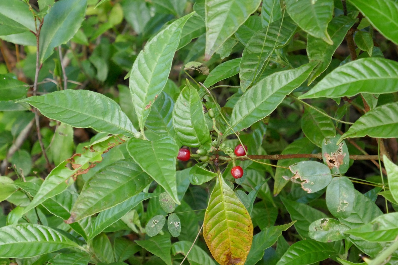 Shortleaf Wild Coffee psychotria Tenuifolia 40 Seeds - Etsy