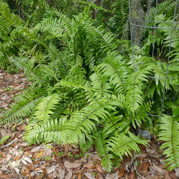 Sword Fern Plant - Etsy