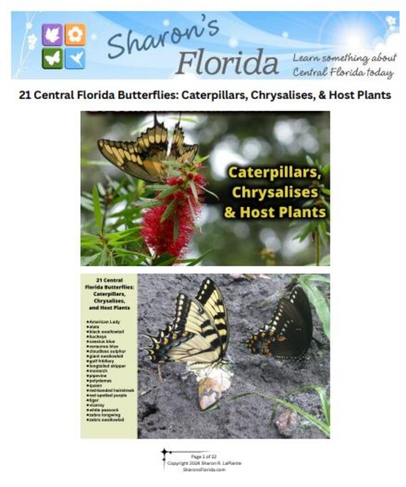 Central Florida Butterflies