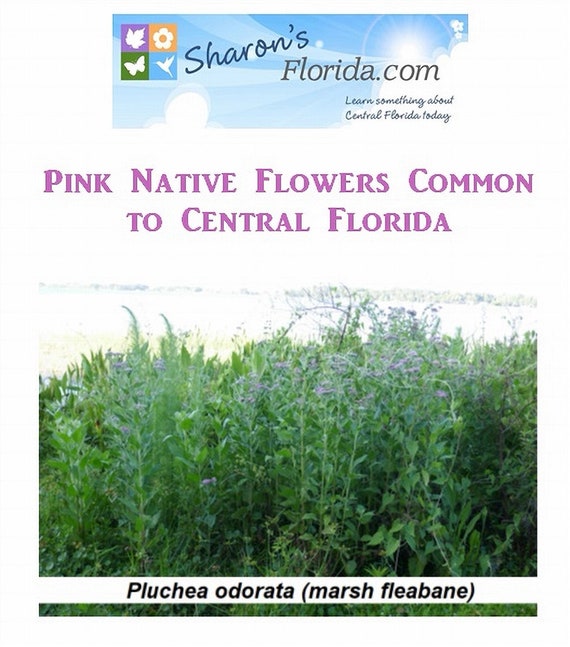 Pink Native Flowers Common to Central Florida Downloadable - Etsy