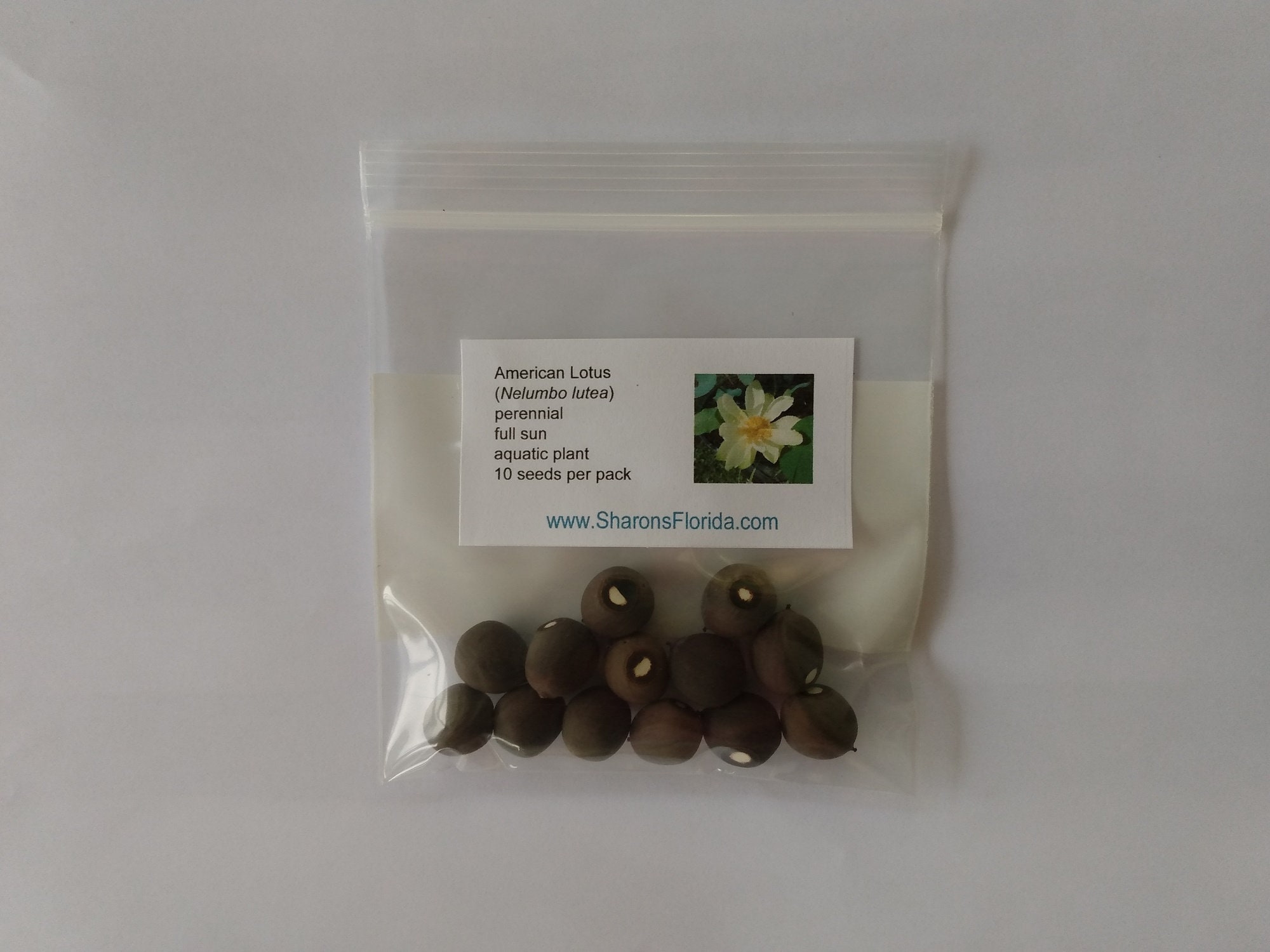 American Lotus nelumbo Lutea 10 Pre-scarified Seeds - Etsy