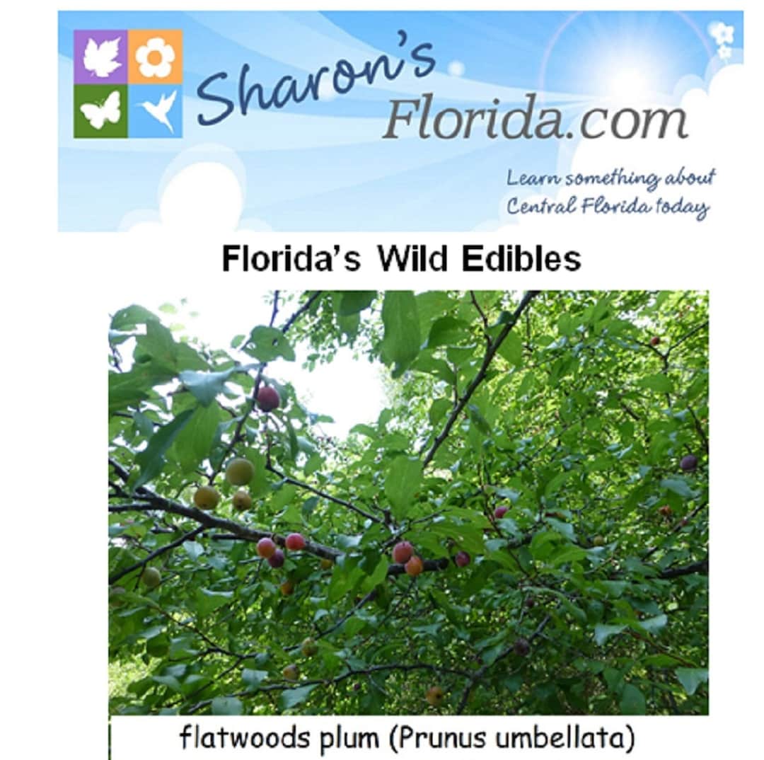 Florida's Wild Edibles - A Guide to Edible Plants Native to Florida ...