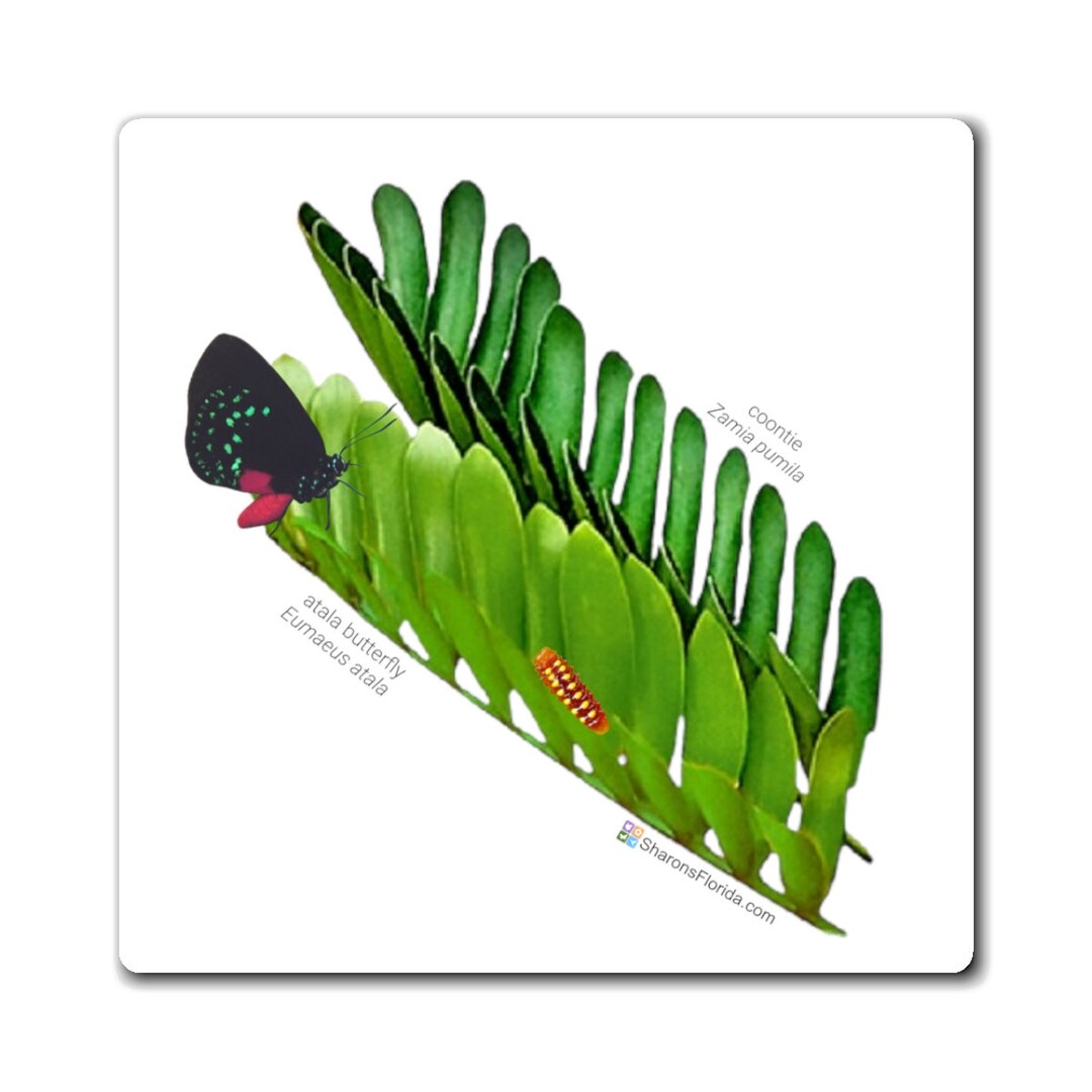 Atala Butterfly Magnet - Etsy