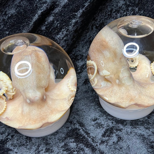 Wet Specimens - Etsy