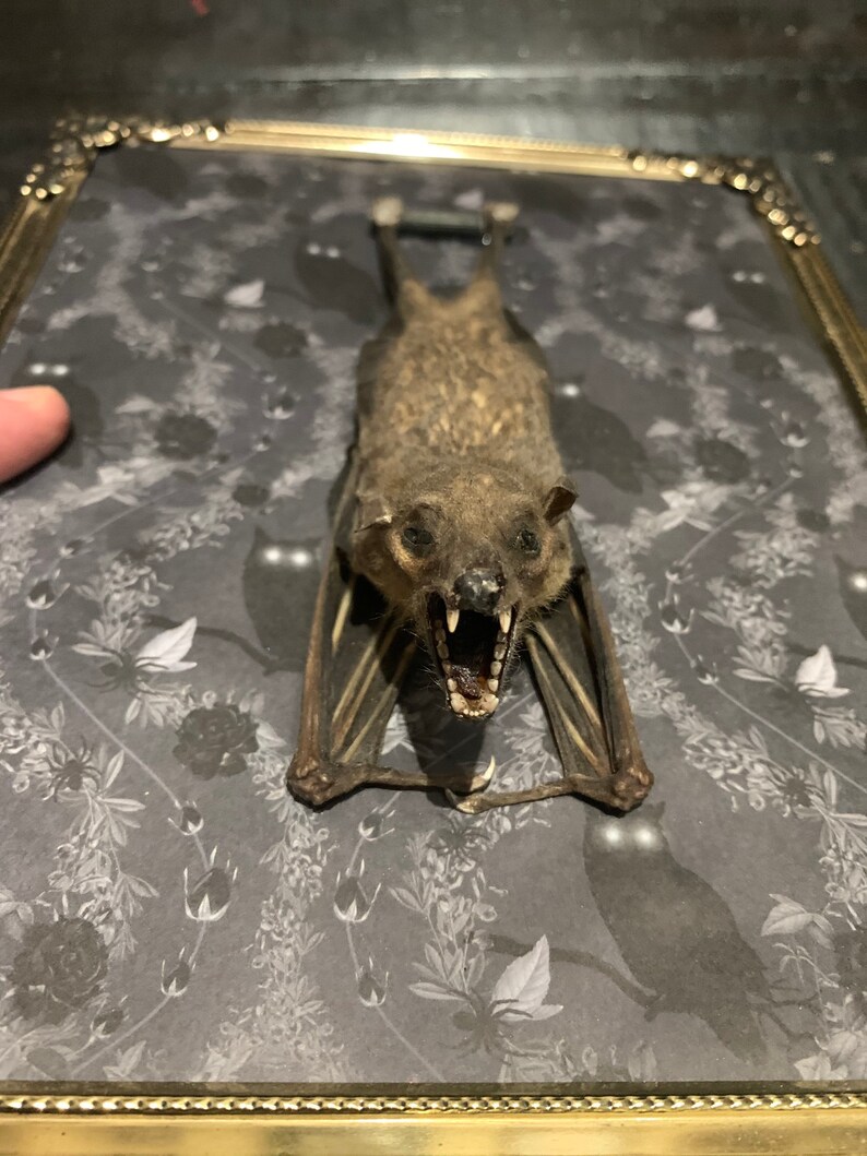 Large Freeze Dried Bat on Vintage Frame - Etsy
