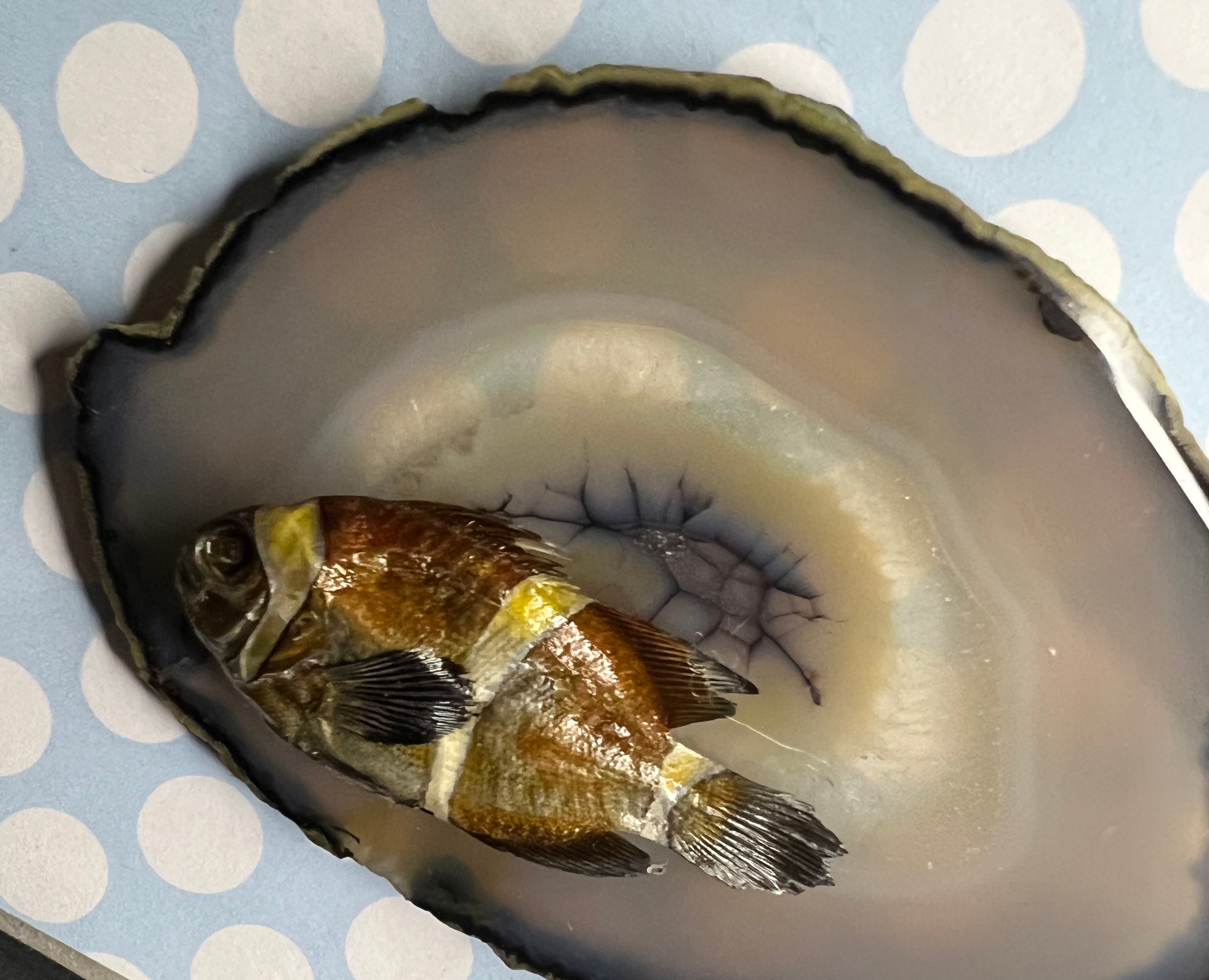 Emo Nemo Freeze Dried Clown Fish Display - Etsy