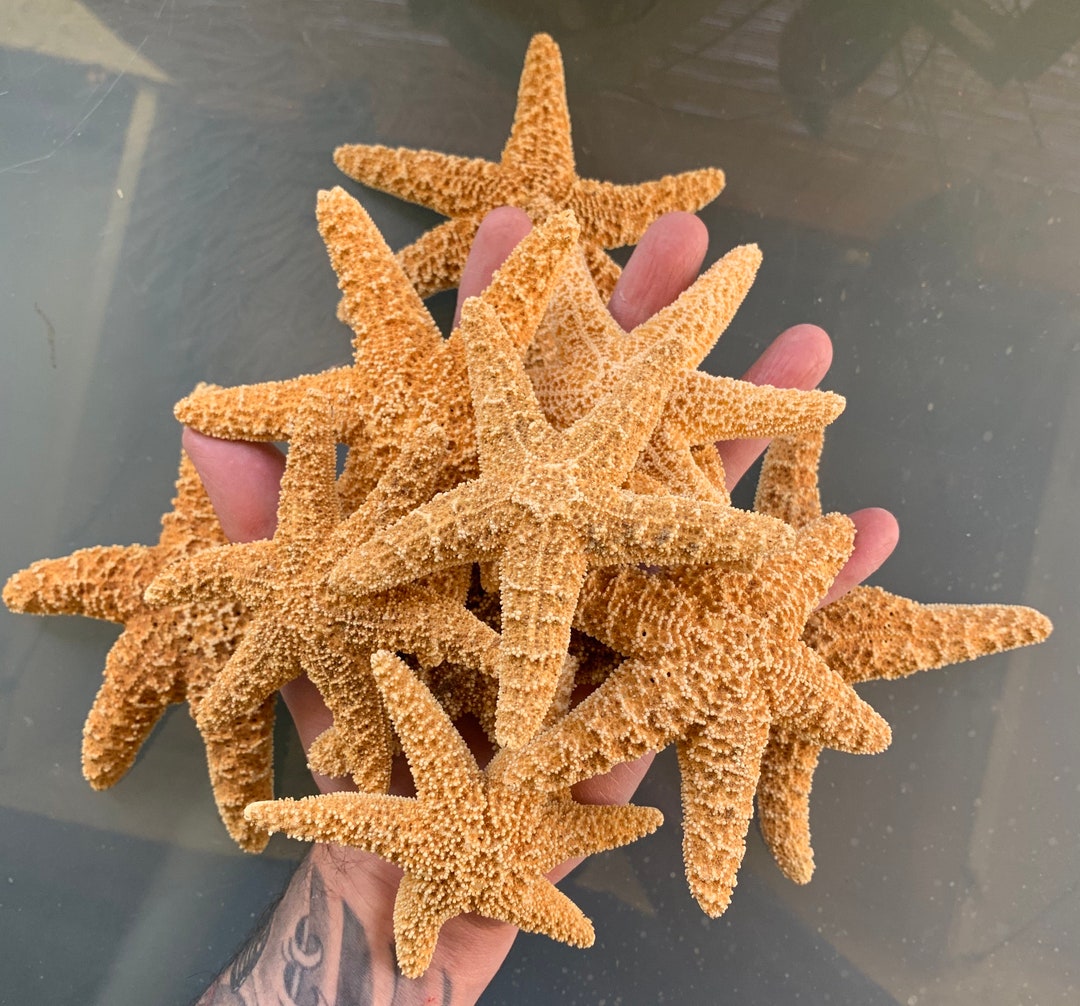 Starfish - Etsy