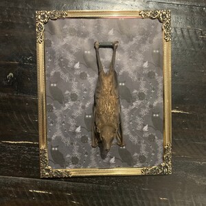 Large Freeze Dried Bat on Vintage Frame - Etsy
