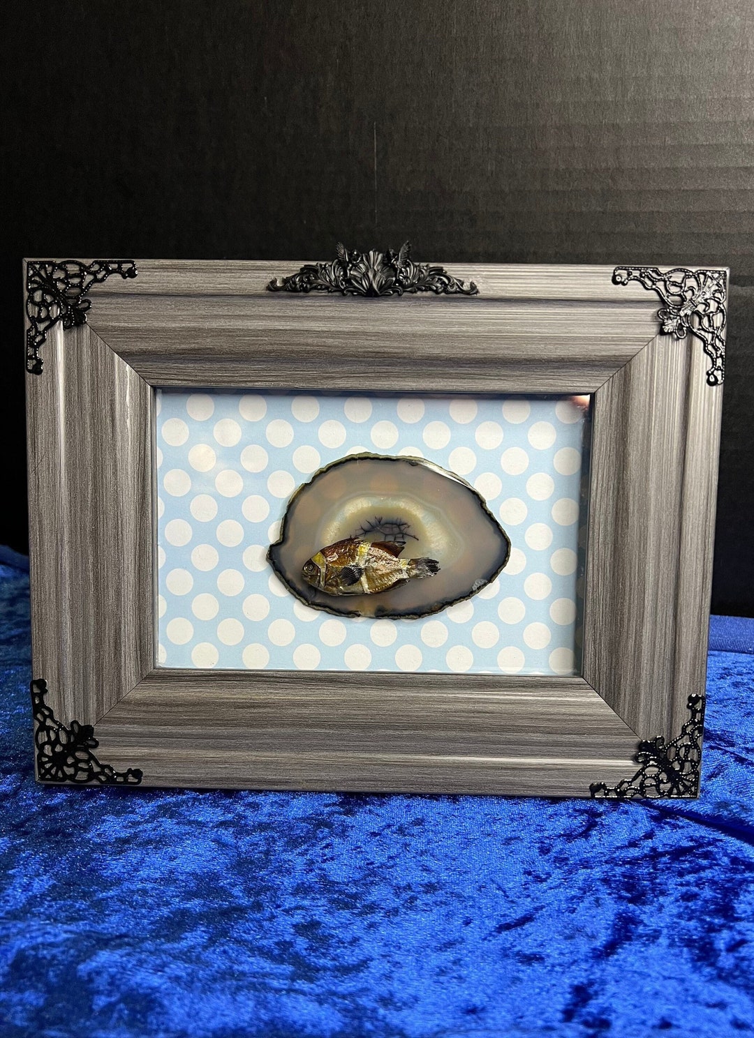 Emo Nemo, Freeze Dried Clown Fish Display - Etsy