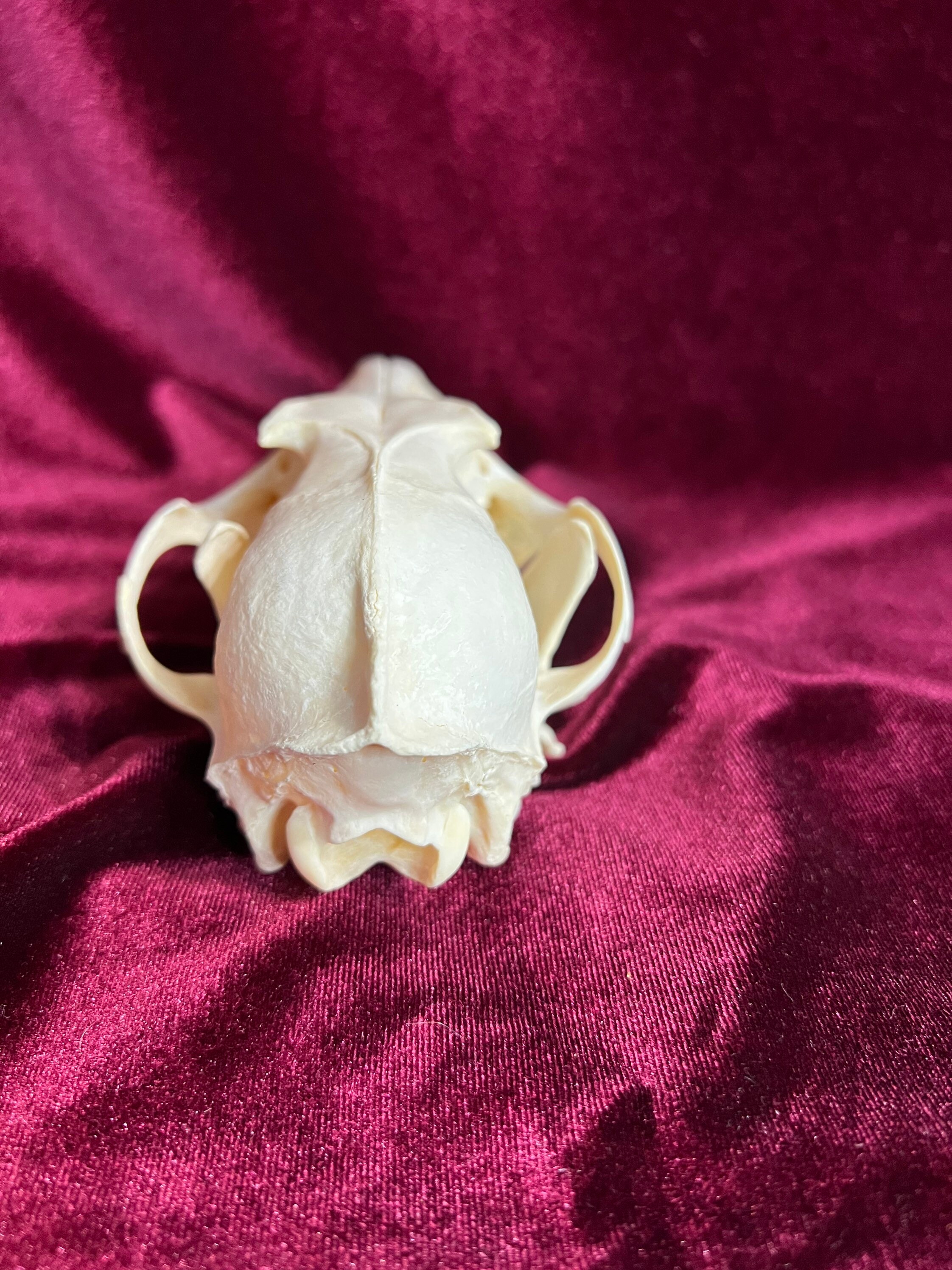 Red Fox Skull - Etsy