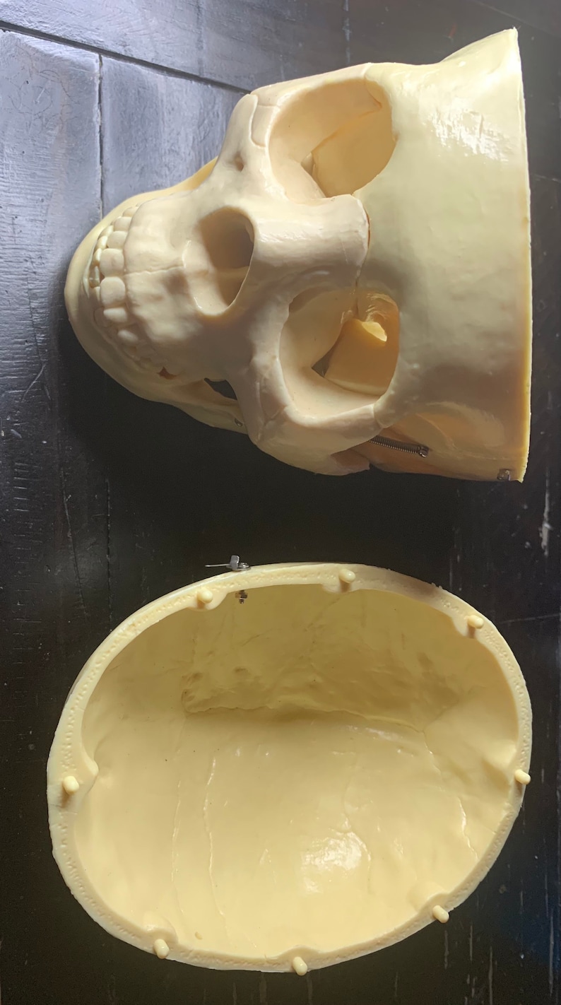Human Skull Replica | Etsy
