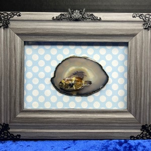 Emo Nemo, Freeze Dried Clown Fish Display - Etsy