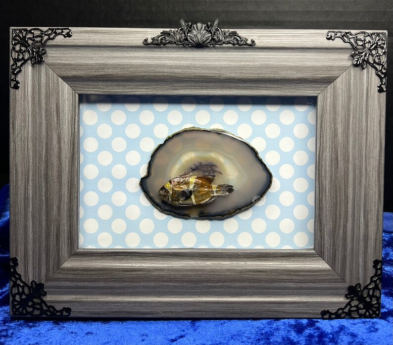 Emo Nemo Freeze Dried Clown Fish Display - Etsy