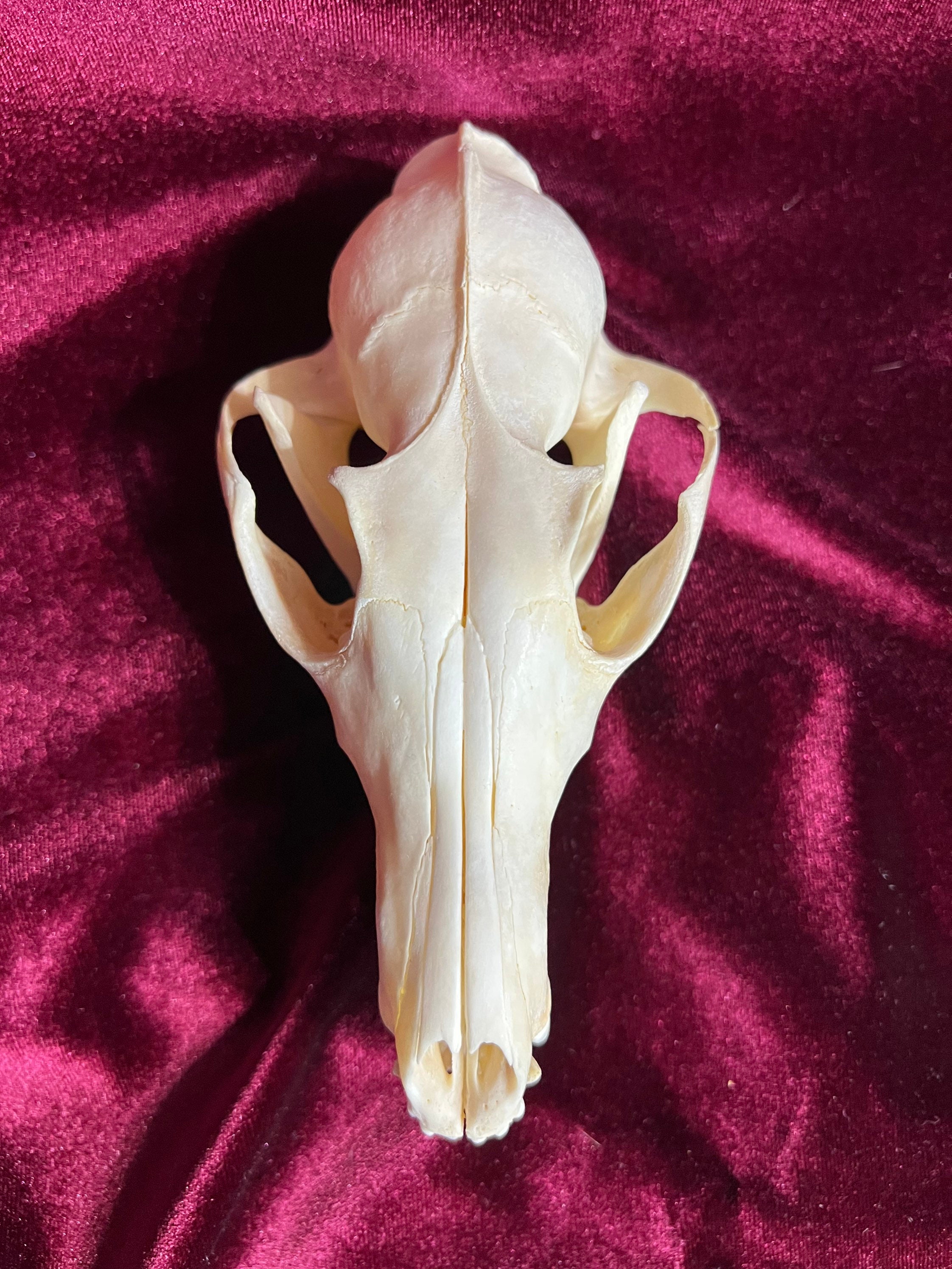 Red Fox Skull - Etsy