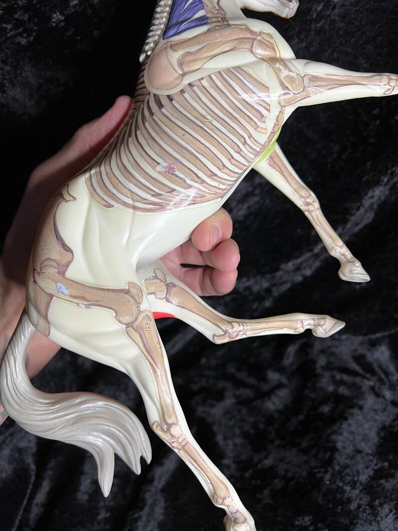 Rare Breyer Horse Anatomy in Motion - Etsy