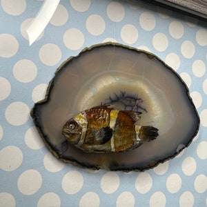 Emo Nemo Freeze Dried Clown Fish Display | Etsy