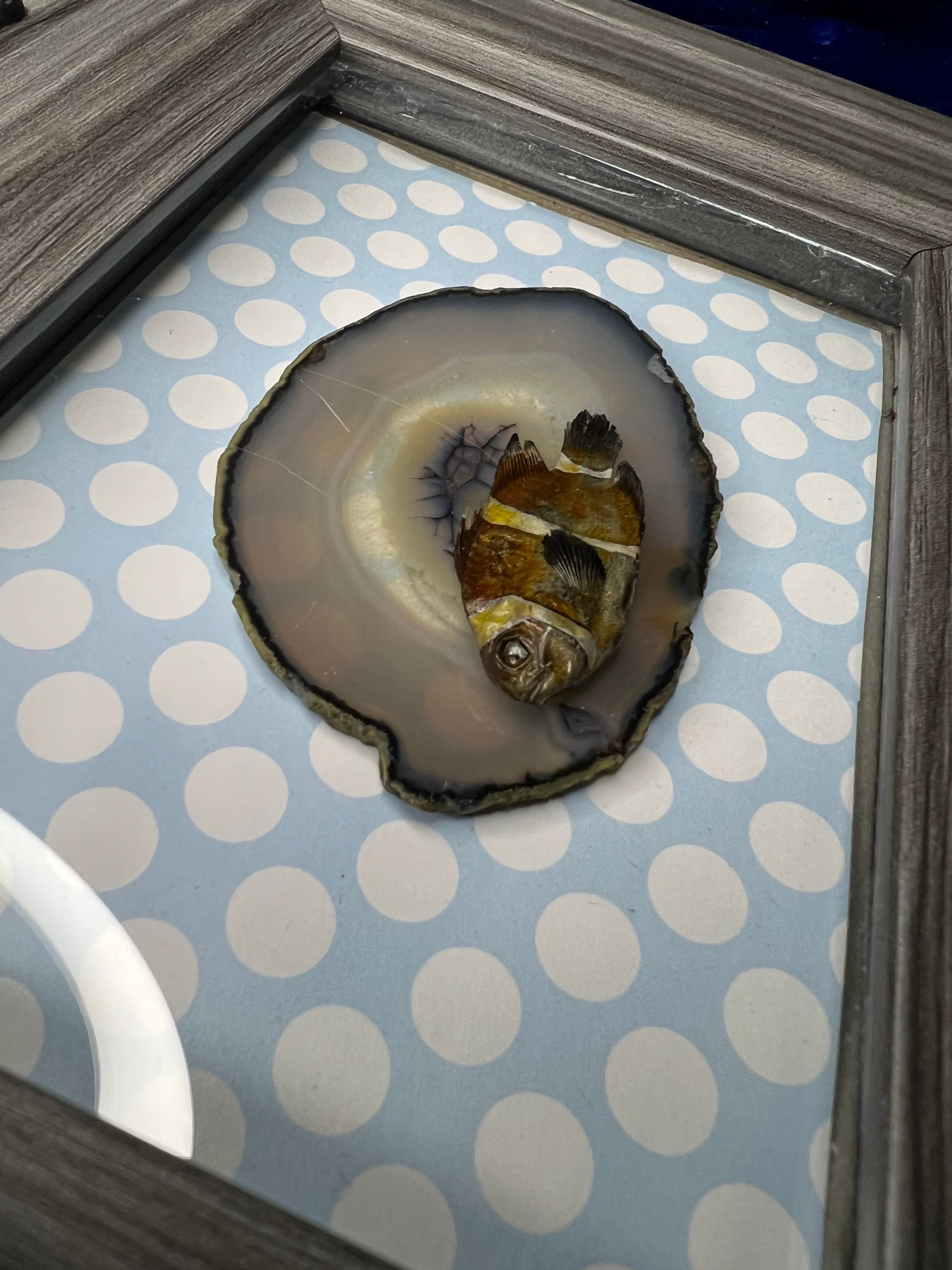 Emo Nemo Freeze Dried Clown Fish Display - Etsy