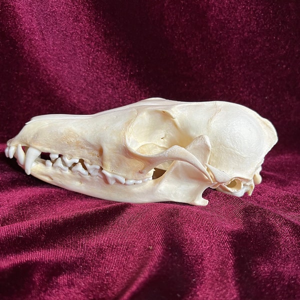 Zephyr's favorite items - Etsy