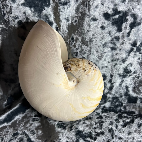 Large Nautilus Shell - Etsy