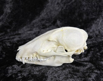 Tanuki Skull Replica museum Quality - Etsy