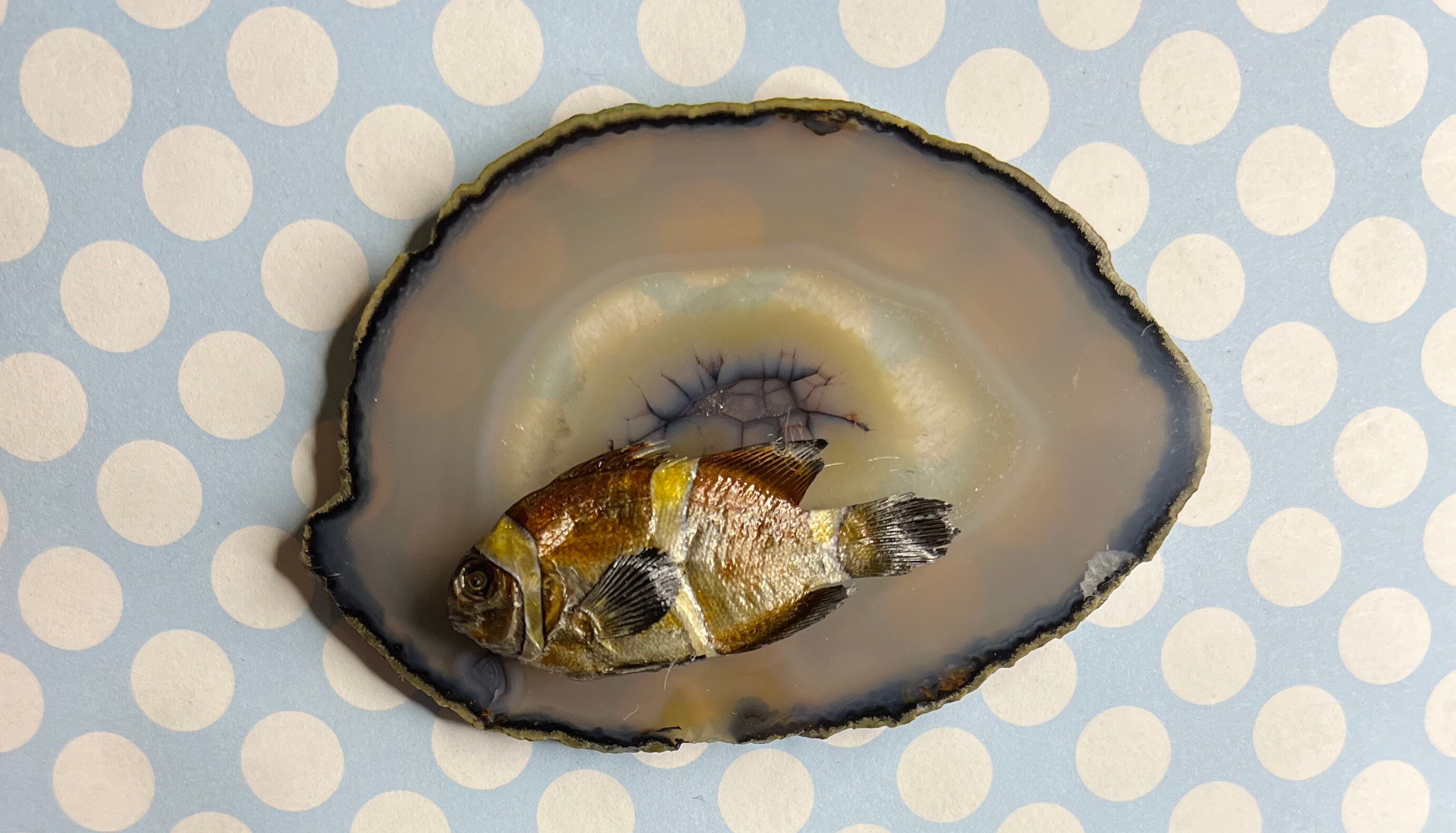 Emo Nemo Freeze Dried Clown Fish Display - Etsy