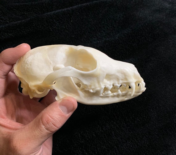 Red Fox skull | Etsy