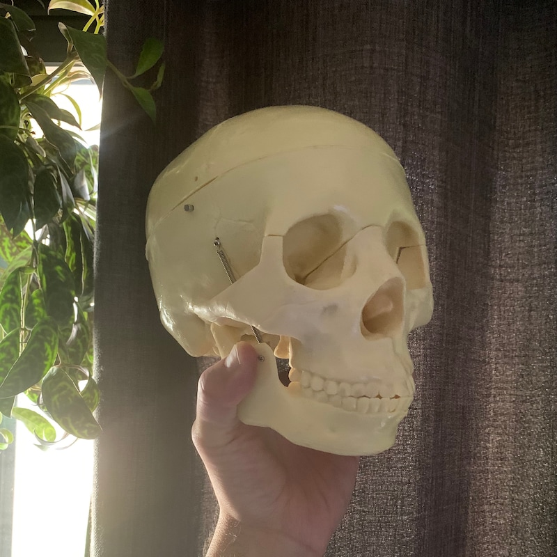 Realistic Human Skull Replica - Etsy