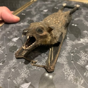 Large Freeze Dried Bat on Vintage Frame - Etsy