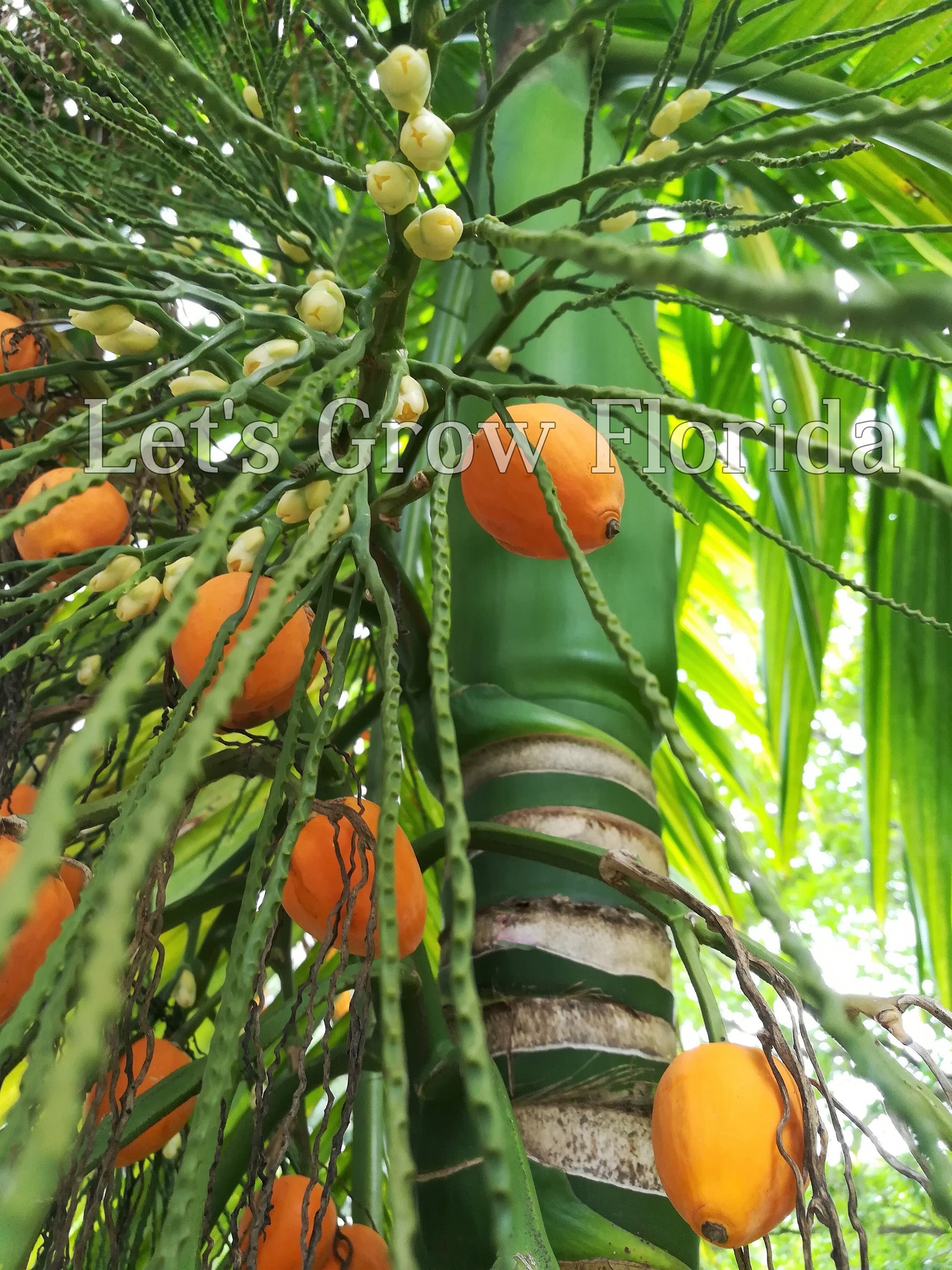 Areca Catechu, Betel Nut Palm Tree - Etsy
