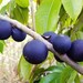 Jaboticaba, Plinia Cauliflora Var. Blue, Brazilian Grape Fruit Tree - Etsy