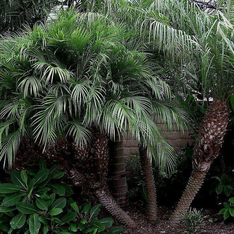 Dwarf Date Palm - Etsy