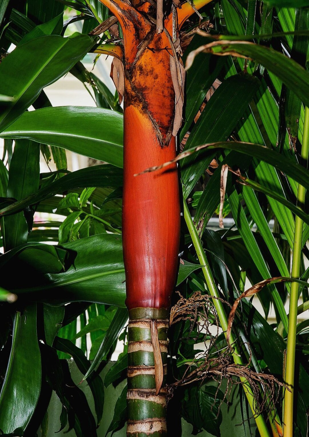 Areca Vestiaria 'red / Sunset' Palm Tree - Etsy