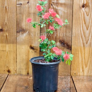 Powder Puff, Dwarf Red, Calliandra Haematocephala X Surinamensis, Nana ...