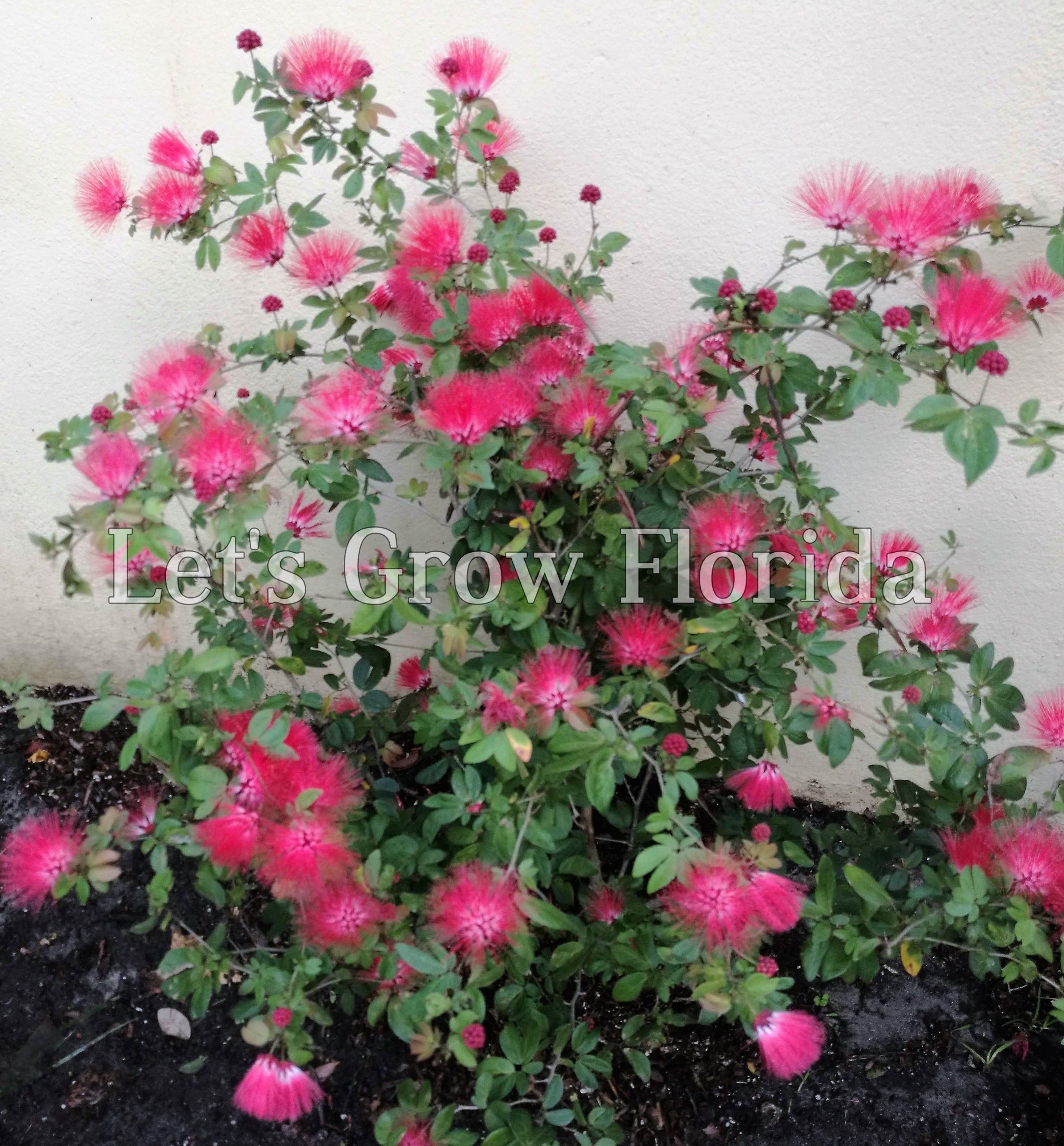 Powder Puff, Dwarf Red, Calliandra Haematocephala X Surinamensis, Nana ...