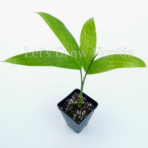 Areca Triandra, Perfume Palm Tree - Etsy