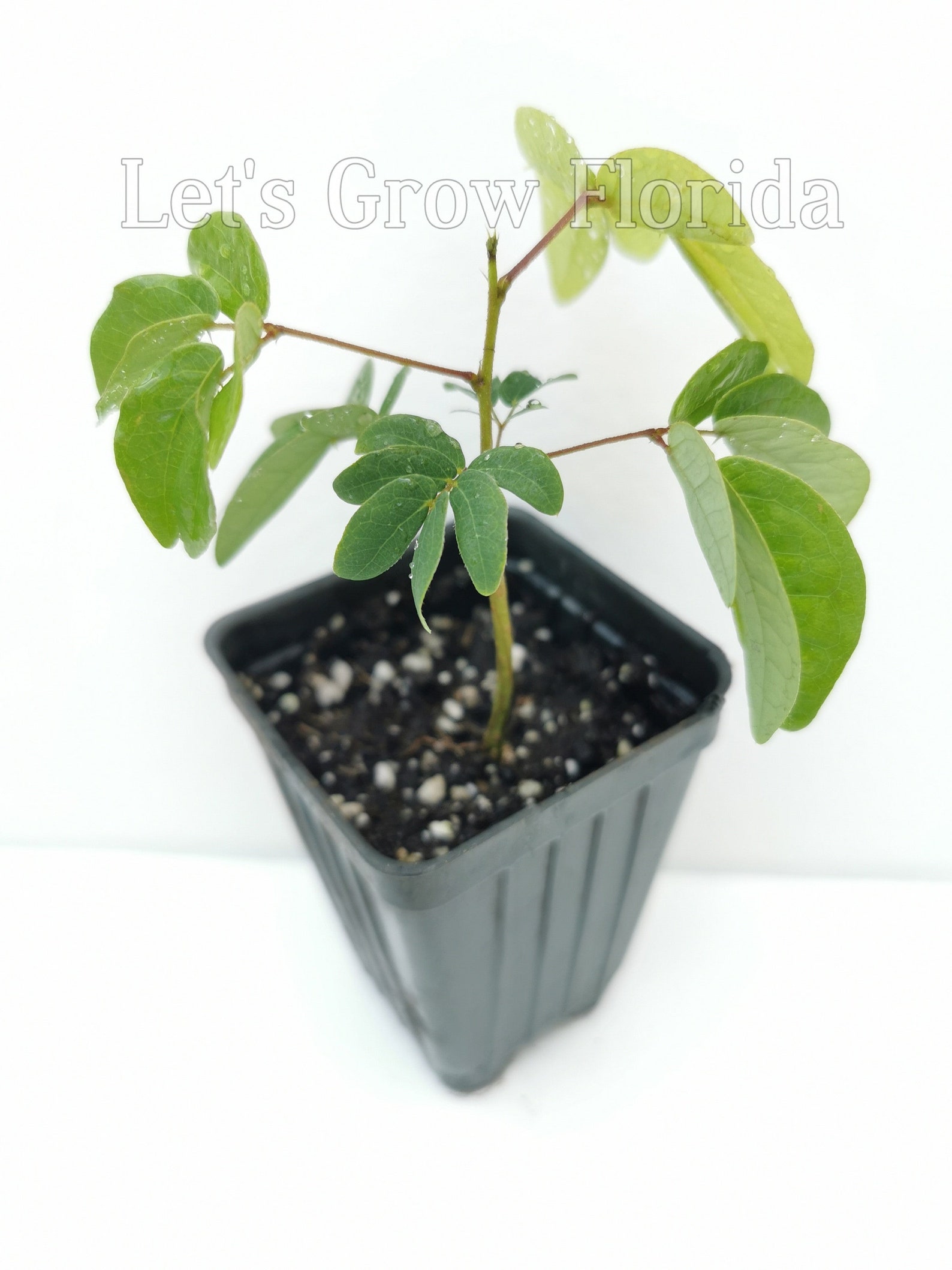 Powder Puff, Dwarf Red, Calliandra Haematocephala X Surinamensis, Nana ...
