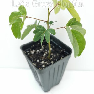 Powder Puff, Dwarf Red, Calliandra Haematocephala X Surinamensis, Nana ...