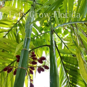 Areca Triandra, Perfume Palm Tree - Etsy