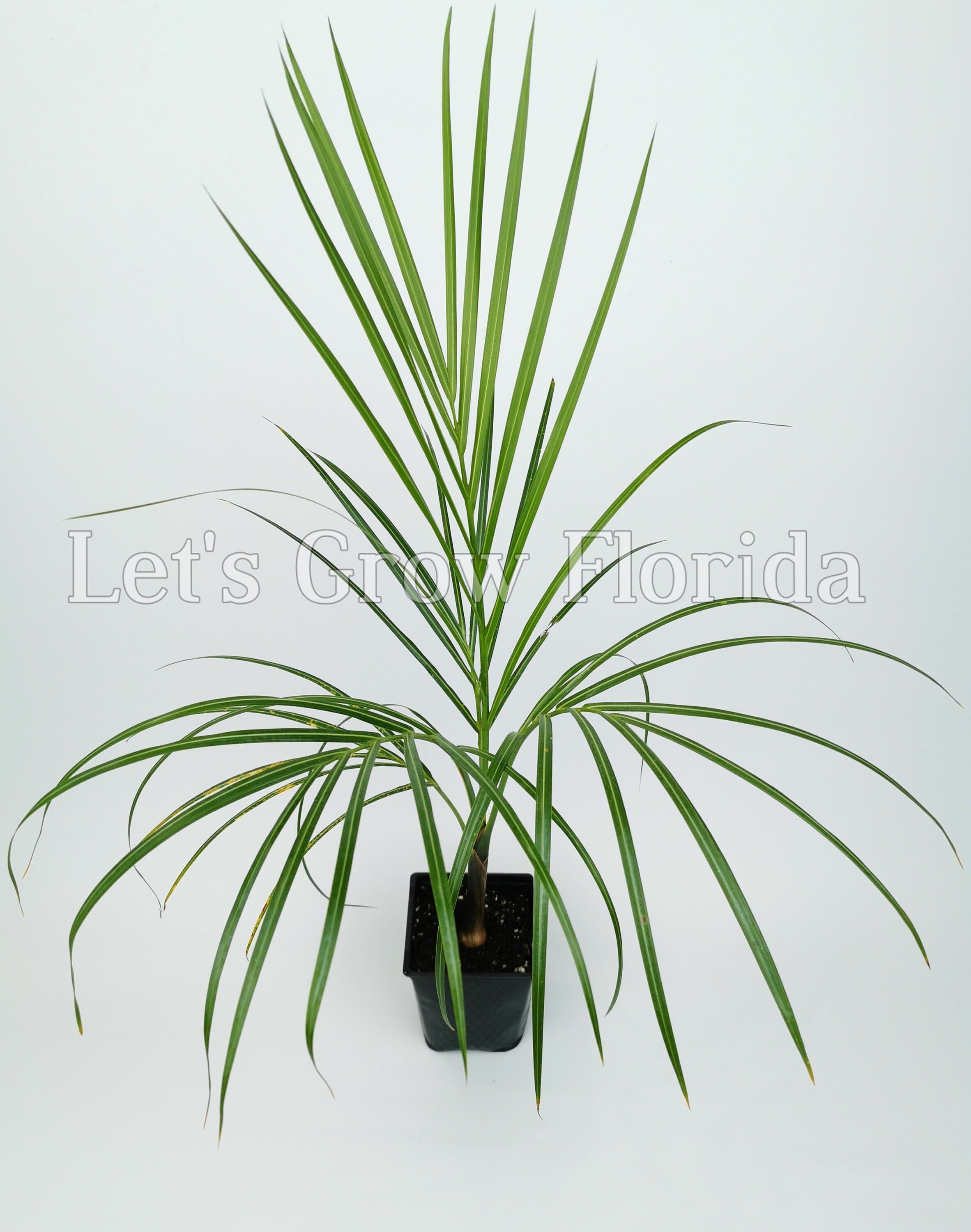 Hyophorbe Verschaffeltii / Spindle Palm Tree - Etsy