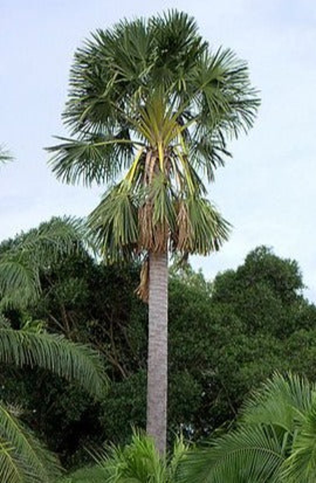 Corypha Utan Palm Tree - Etsy