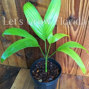 Areca Triandra, Perfume Palm Tree - Etsy