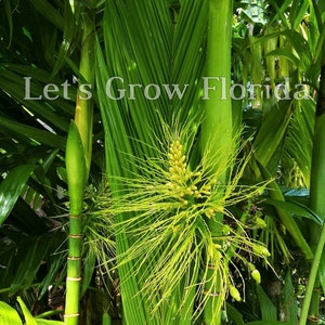 Areca Triandra, Perfume Palm Tree - Etsy