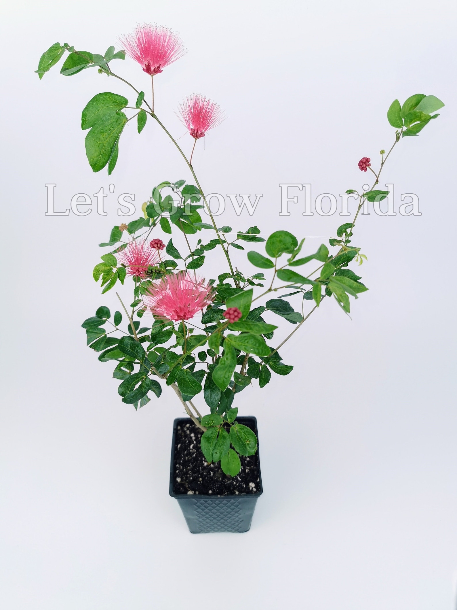 Powder Puff, Dwarf Red, Calliandra Haematocephala X Surinamensis, Nana ...