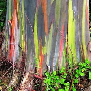 Rainbow Eucalyptus Deglupta, Guaranteed, Genuine, Unhybridized, Tree ...