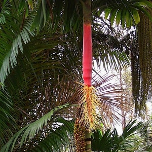 Areca Macrocalyx ‘red’ Palm Tree - Etsy