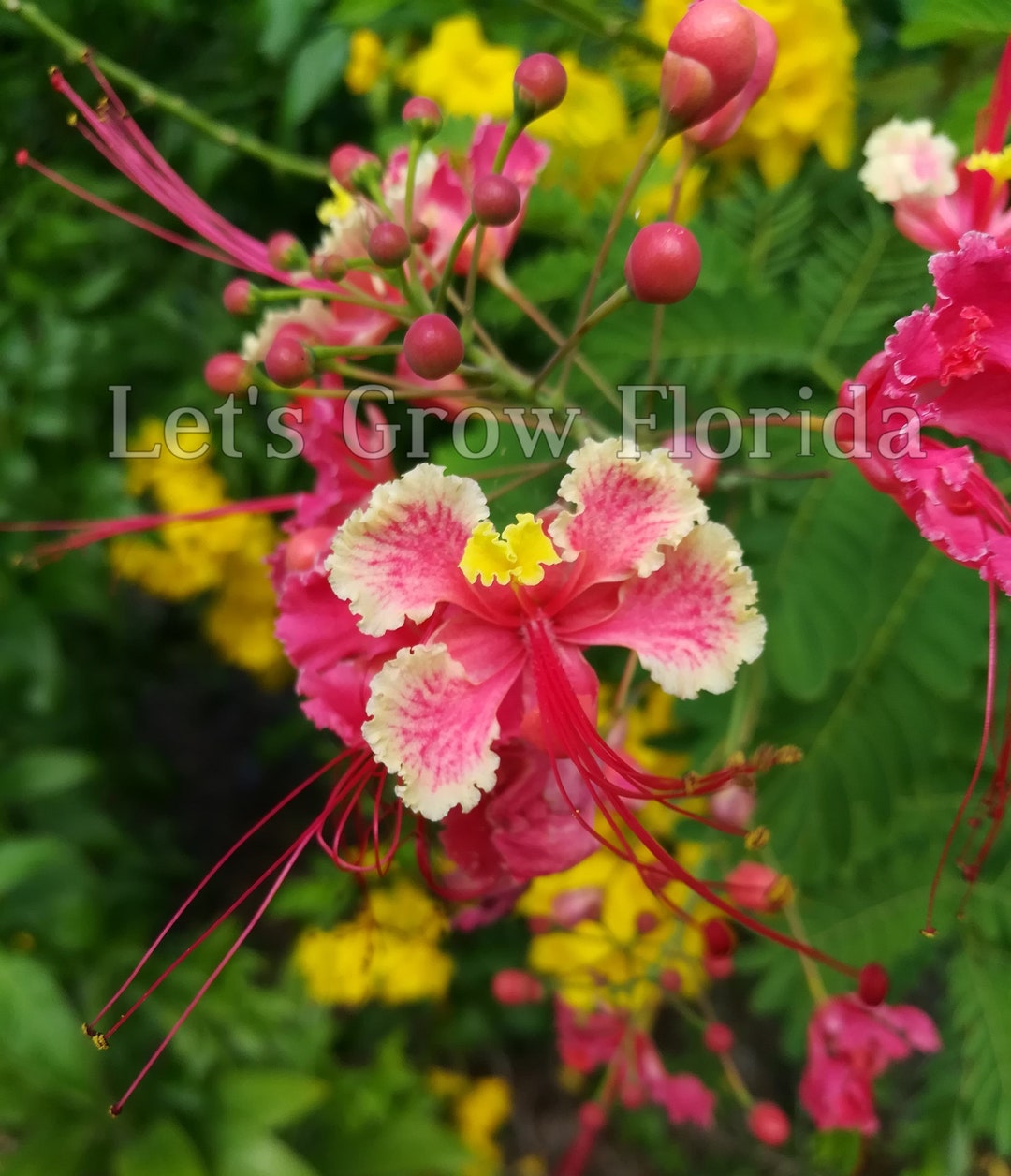 Dwarf Poinciana, Pink, Peacock Flower Tree, Seedlings & Seed ...