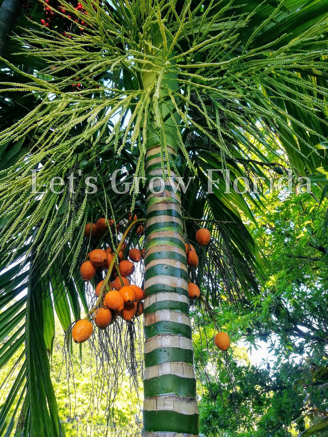 Areca Catechu Betel Nut Palm Tree - Etsy