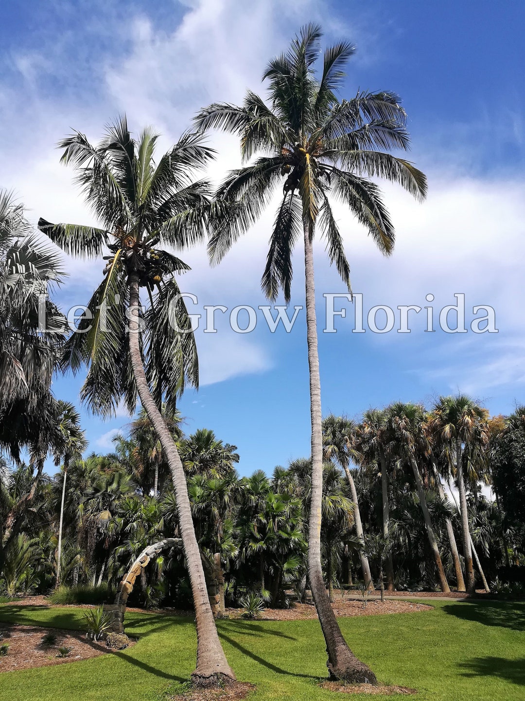 Panama / Pacific Tall Coconut Seed Cocos Nucifera Tropical Live Rare ...