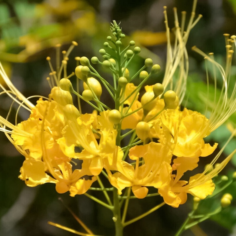 Flower Tree Yellow - Etsy